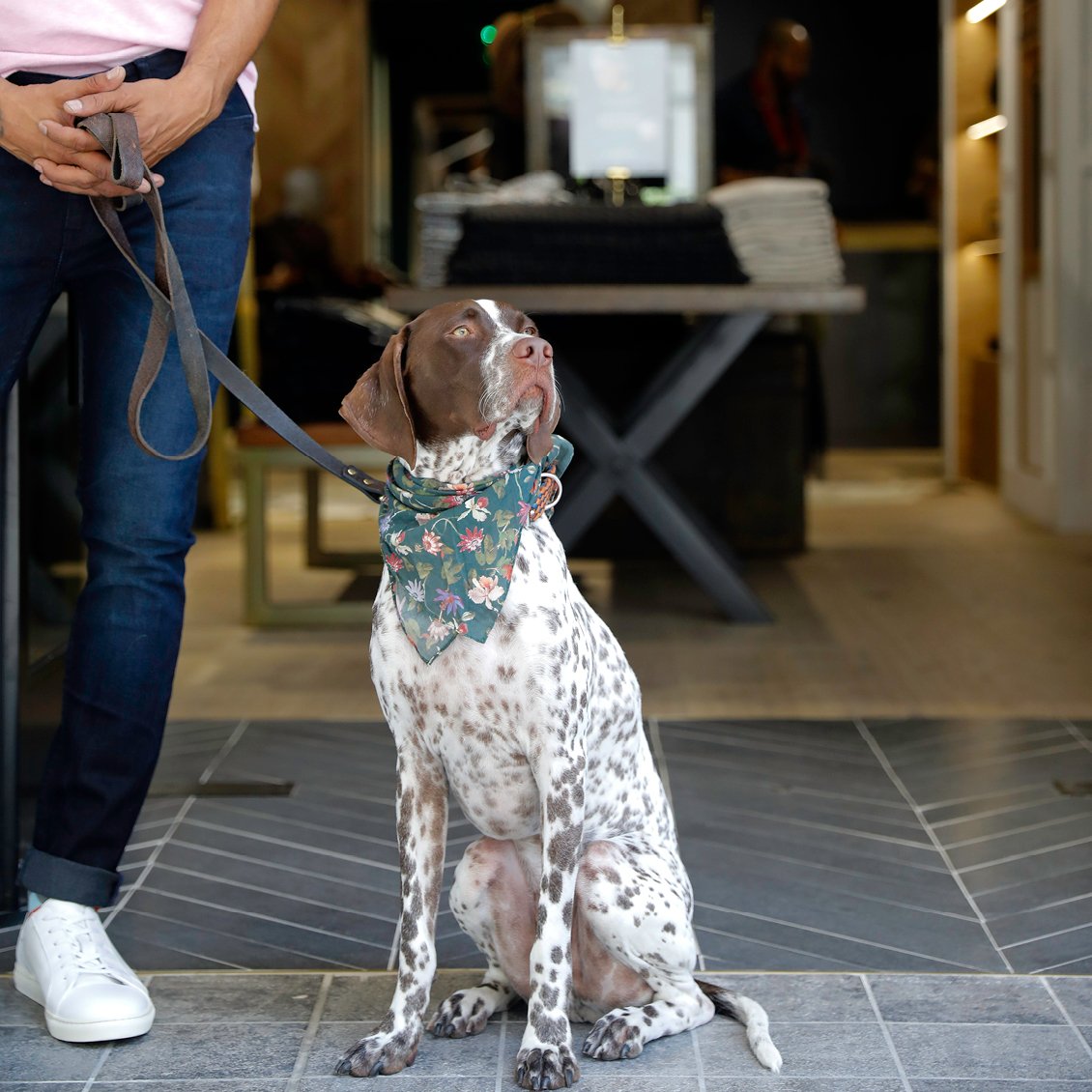 Gunner, Travels Of The Fashion Pointer | Gunn News | Rodd & Gunn