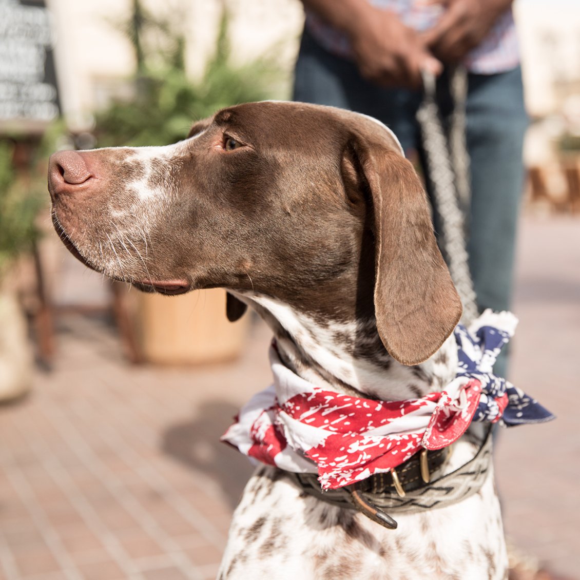 Rodd & Gunn USA’s brand ambassador, Gunner | Rodd & Gunn